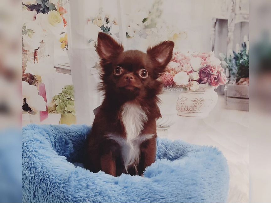 Шоколадный батончик