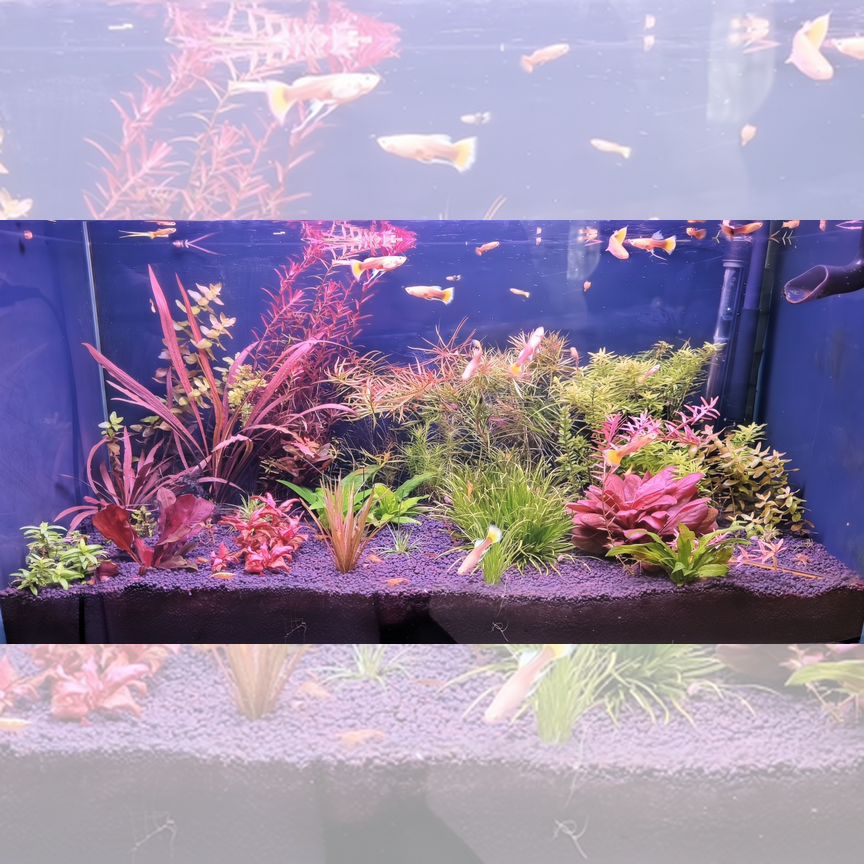 Аквариумные растения