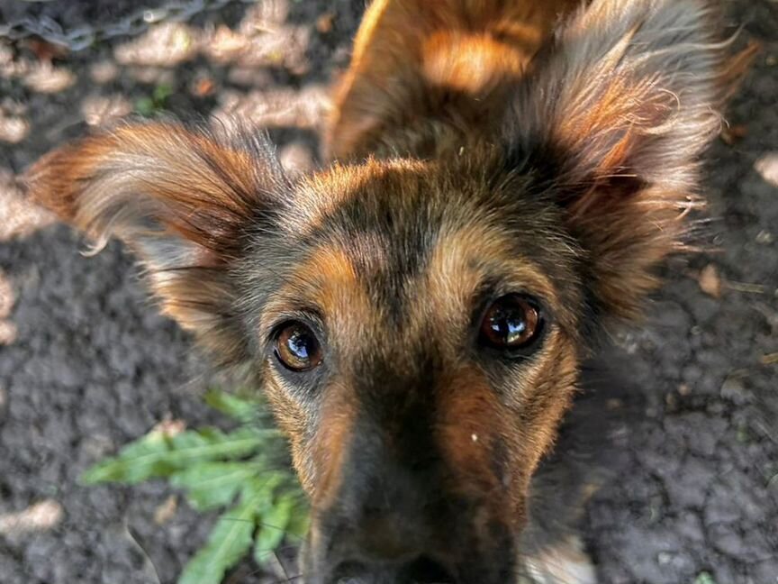 Собака в добрые руки