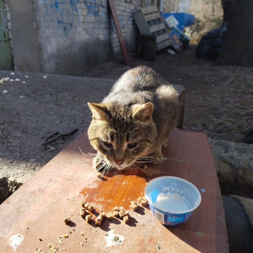 Котик нуждается в помощи
