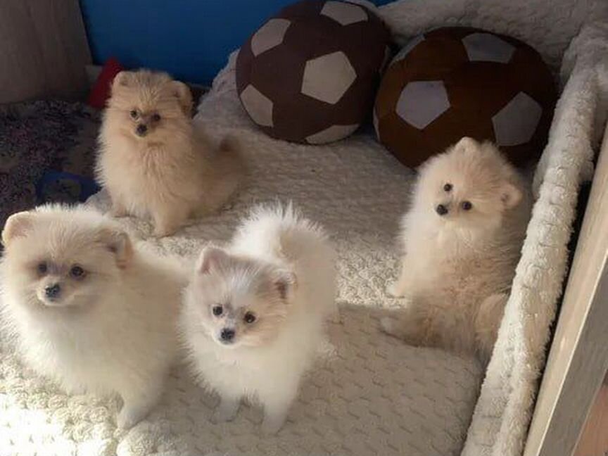 Малыши шпицули