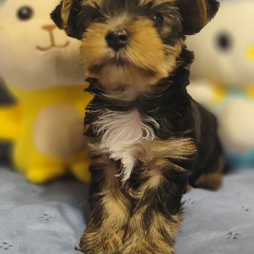 Йоркширский терьер