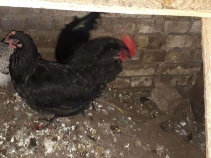 Цыплята австролорп 1,5 месяца