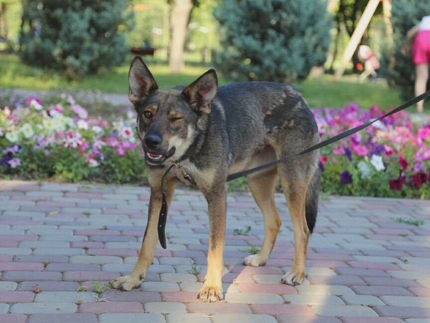 Собака в добрые руки (подмигивает на фото)