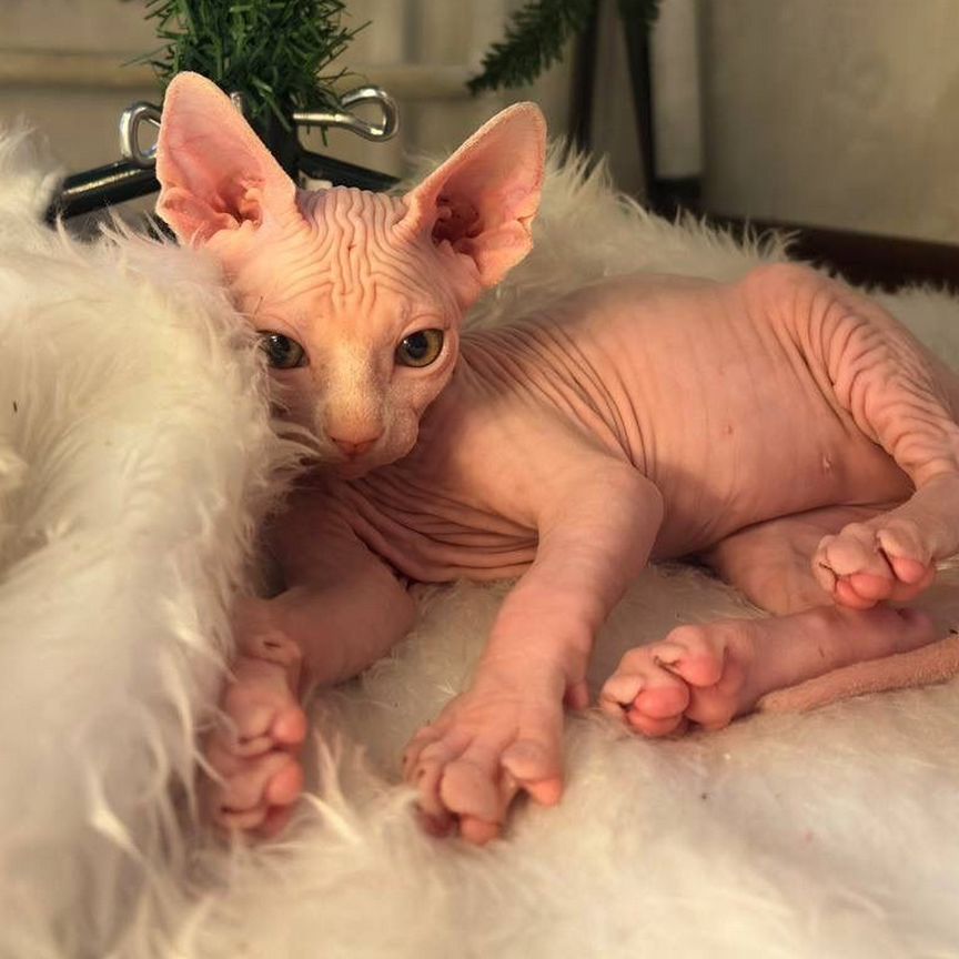 Канадский сфинкс котёнок