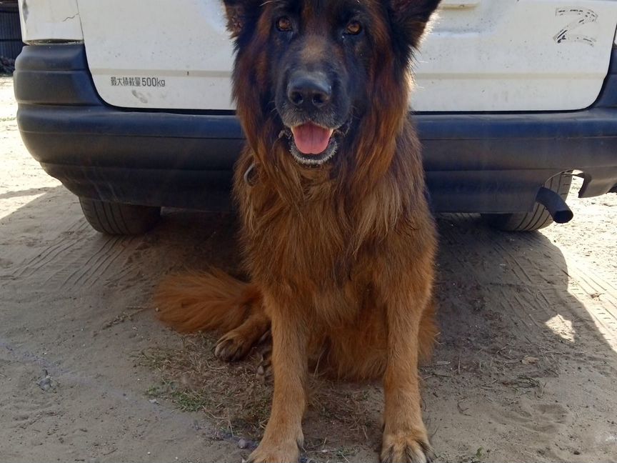 Щенки немецкой овчарки