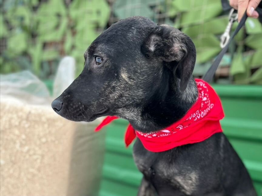 Маленький щенок Толик мерзнет в приюте