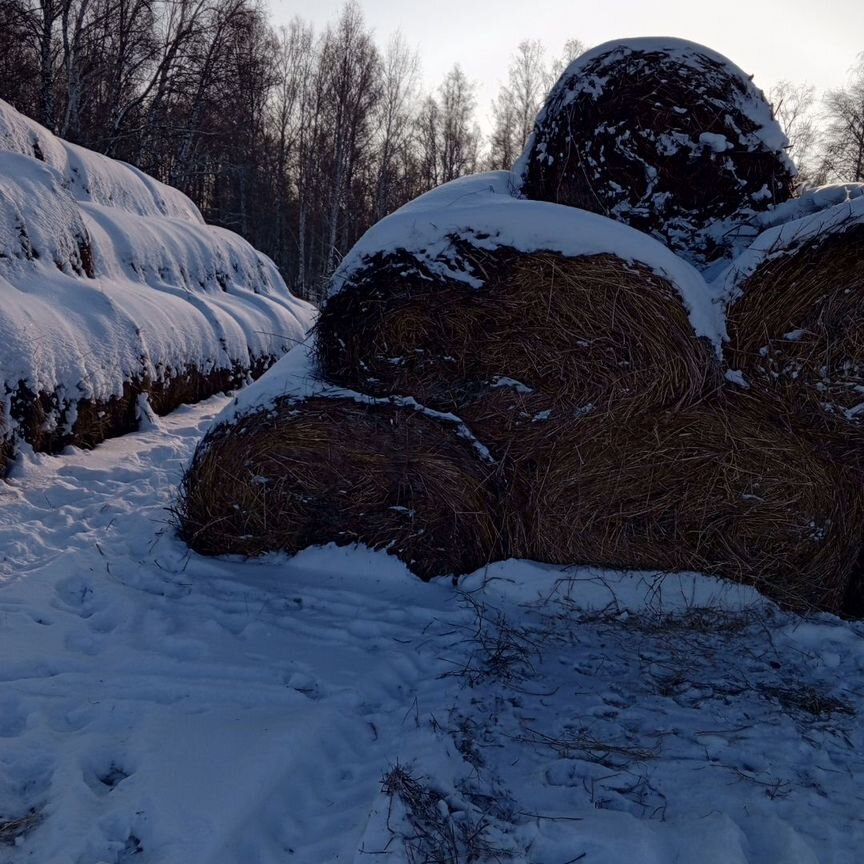 Продам сено в рулонах