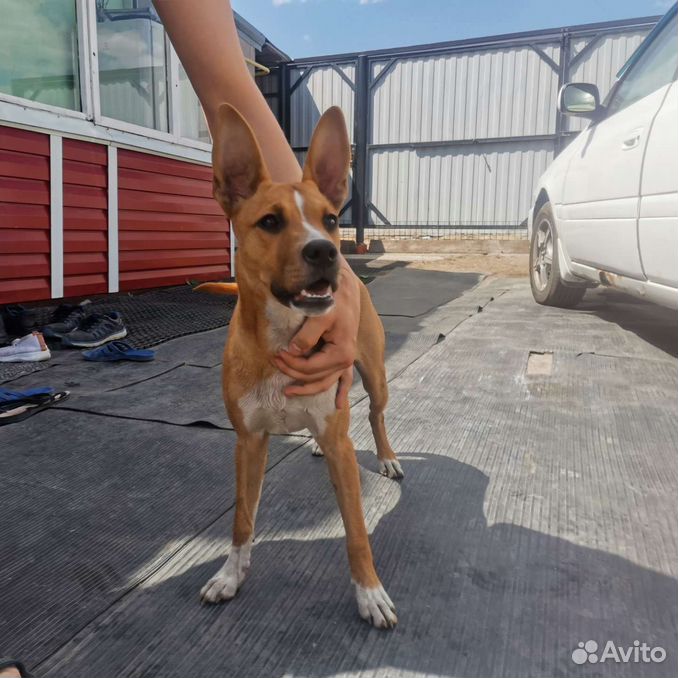 Есения ищет дом