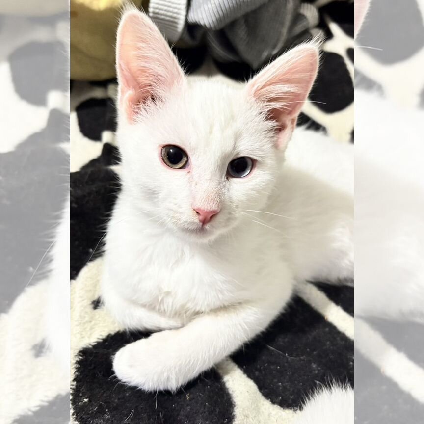 Мейн-кун котёнок