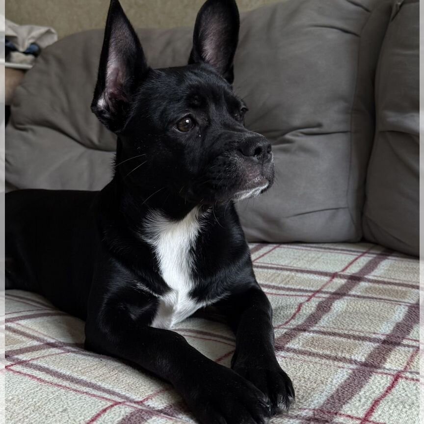 Французский бульдог, щенок