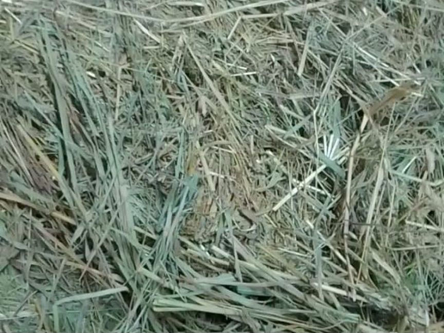 Сено,сеянное,в тюках,доставка