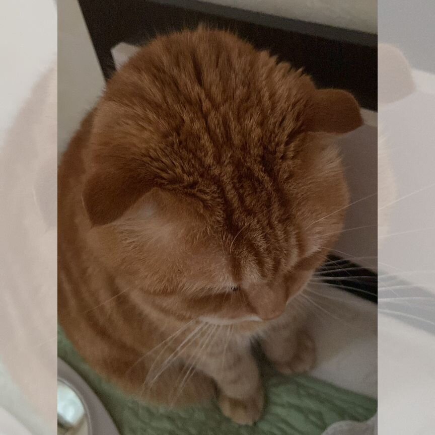 Отдам в добрые руки