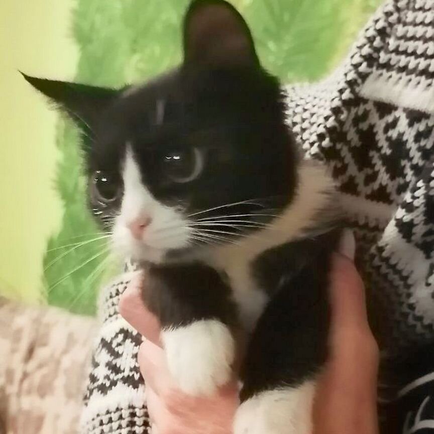 Вечный котенок в добрые руки