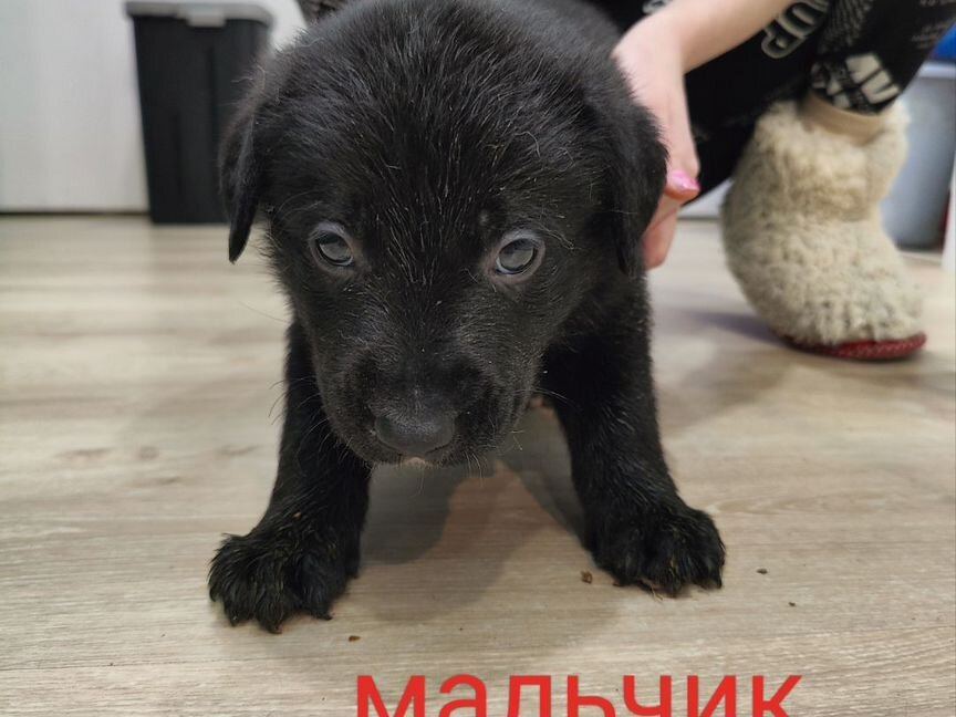 Метисы Лабрадора и Хаски в добрые руки
