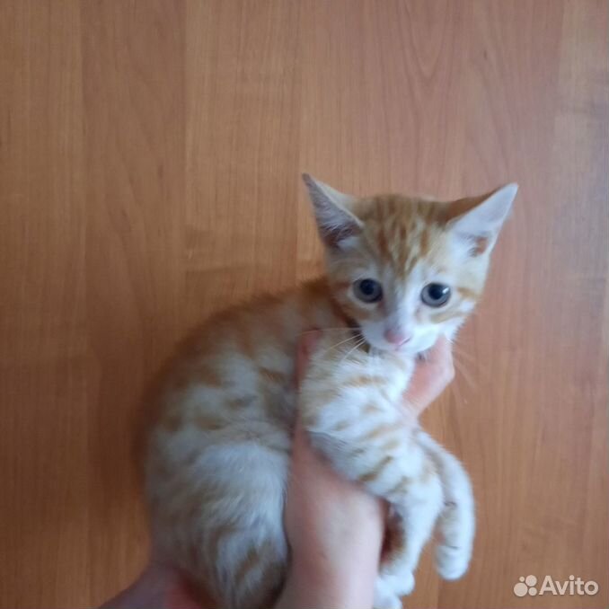 Лучик солнышка в дар