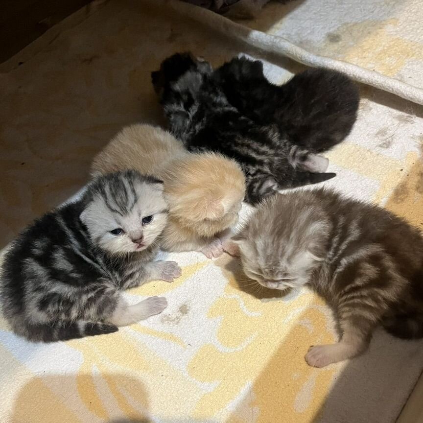Шотландские вислоухие котята