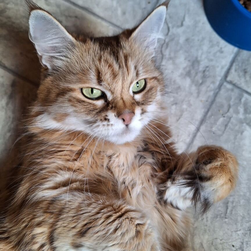 Сибирская кошка Прасковья ищет хозяев из Москвы