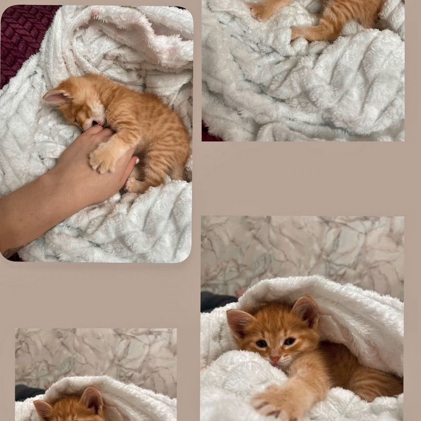 Рыжий котенок