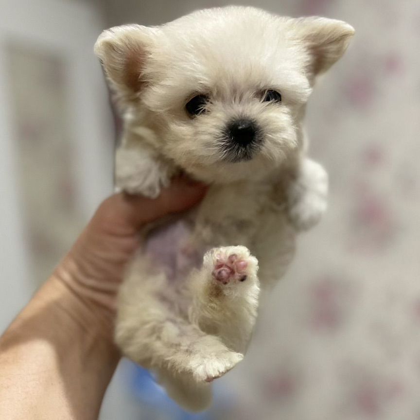 Мини мальчики