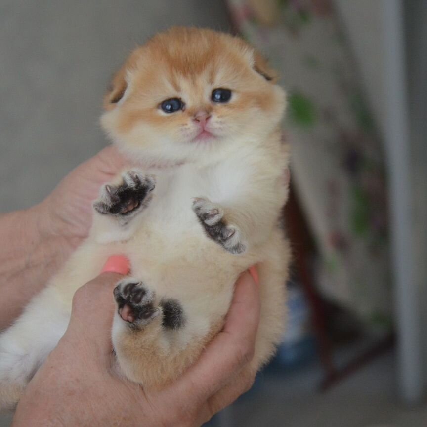 Плюшевые золотые шиншилловые шотландские котята