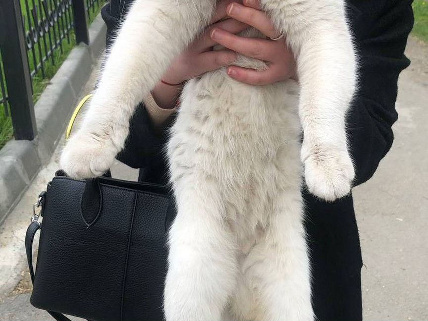 Найден котик