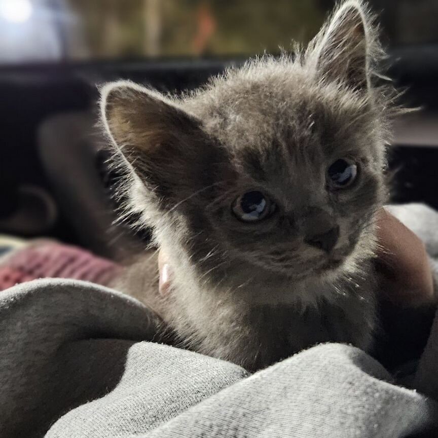 Котенок в добрые руки, 1,5 месяца