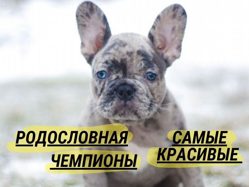 Французский бульдог голубой мрамор