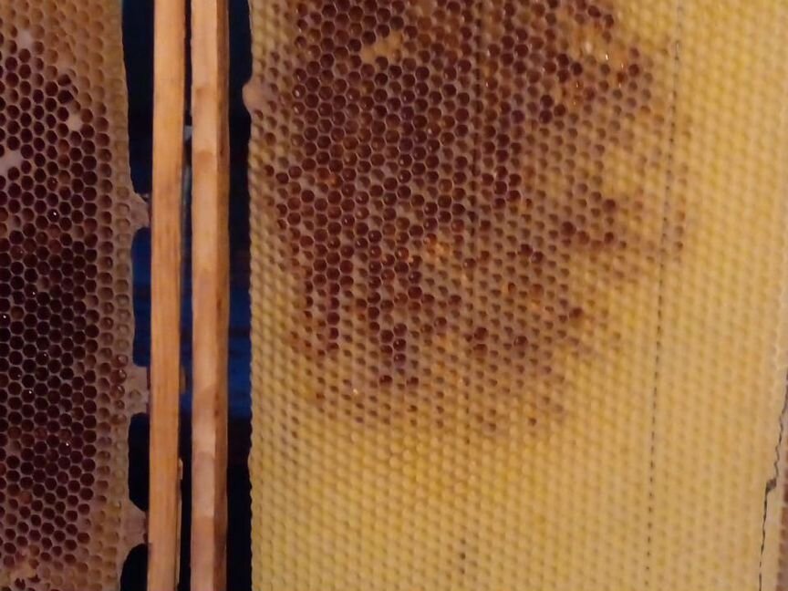 Сушь рутовская рамка