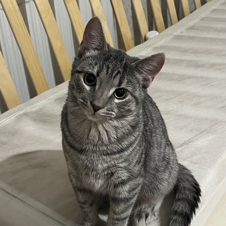 Котёнок 5 мес