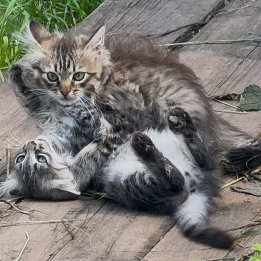 Котята в добрые руки бесплатно мальчик