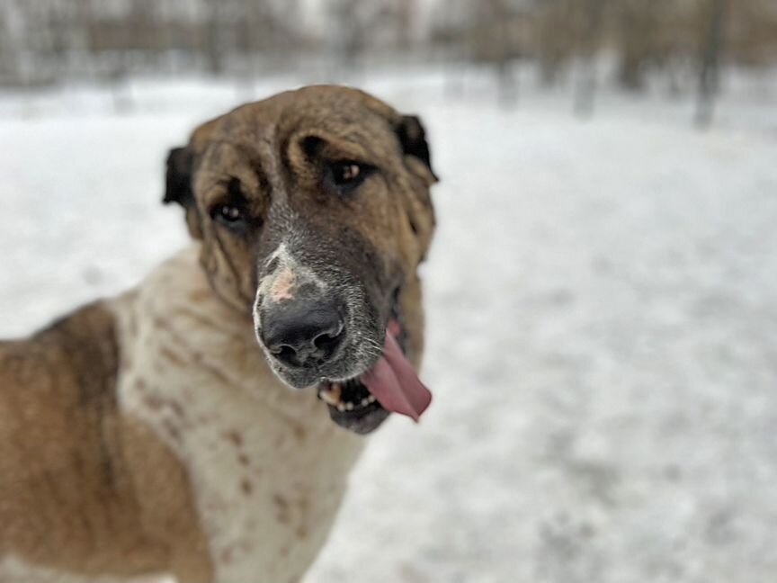 Большому парню Каро сложно в приюте