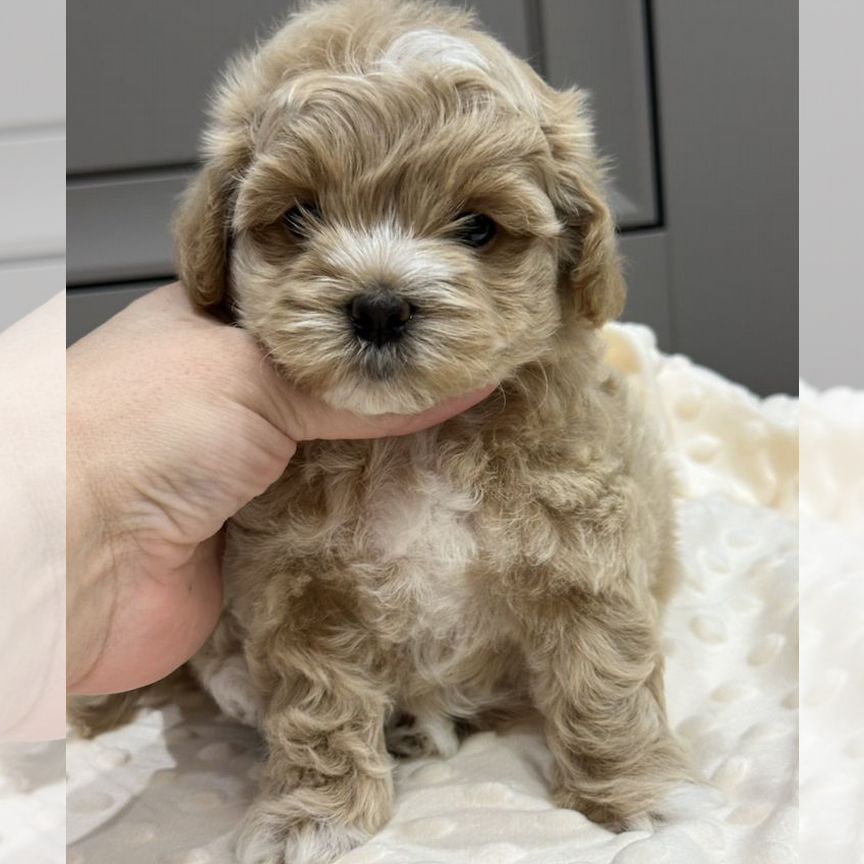 Мальтипу, щенок