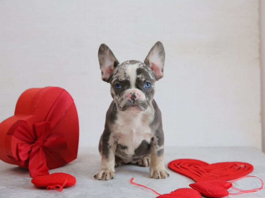 Голубоглазая зайка