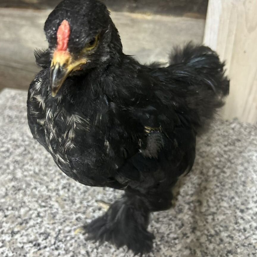 Петух Карликовый Кохинхин