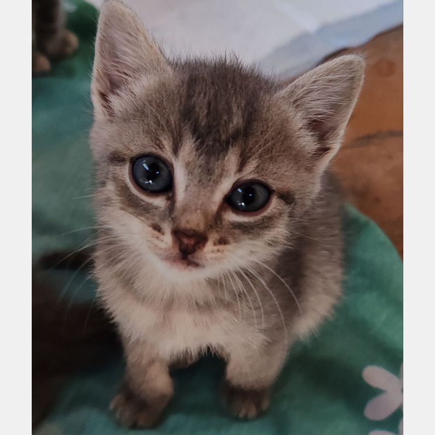 Котята в поисках дома