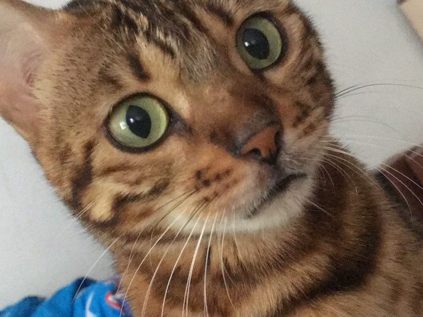 Бенгальская