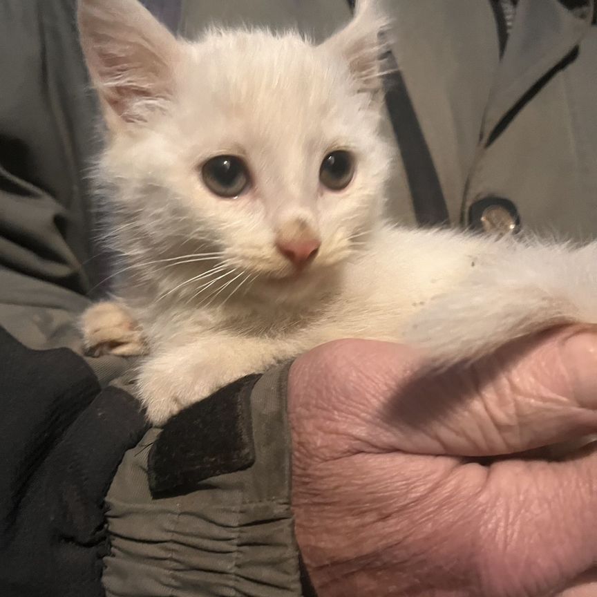Пристрою котика 3 мес. Белый