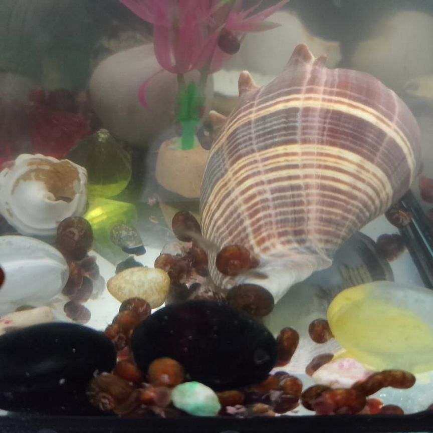 Улитки аквариумные