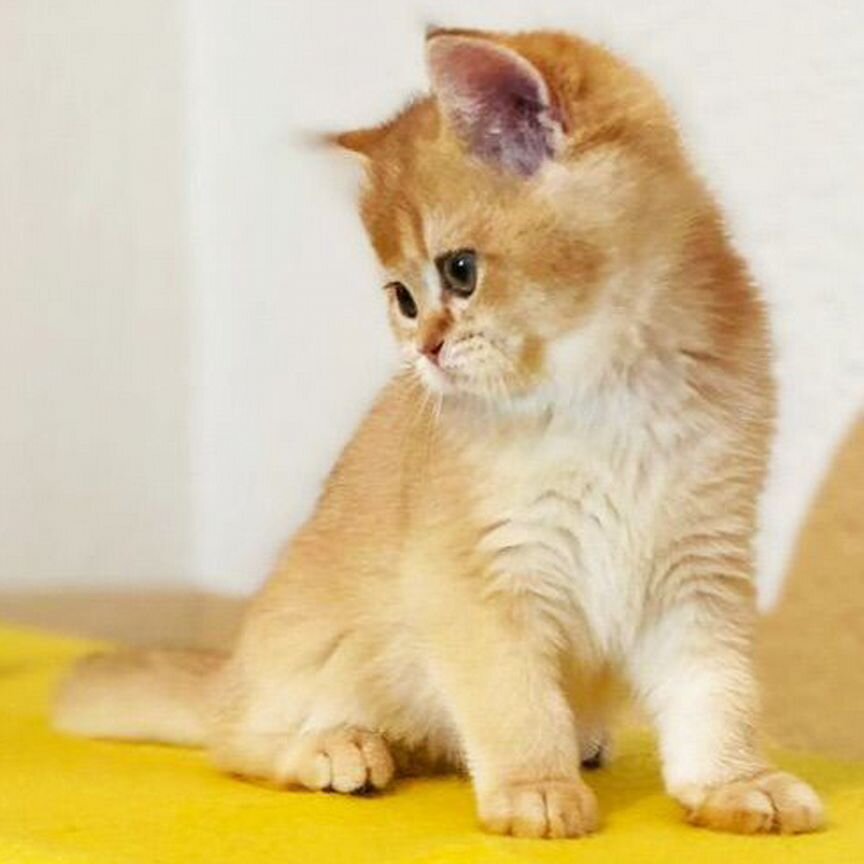 Британские золотые котята мальчик