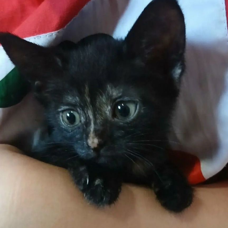 Котёнок в добрые руки