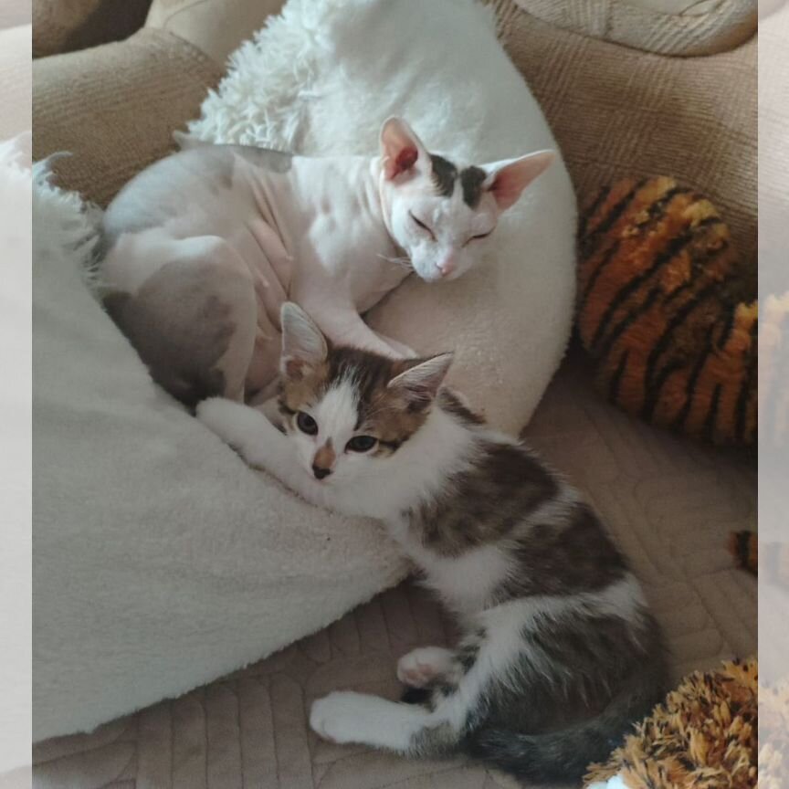 Котенок мальчик 2 месяца
