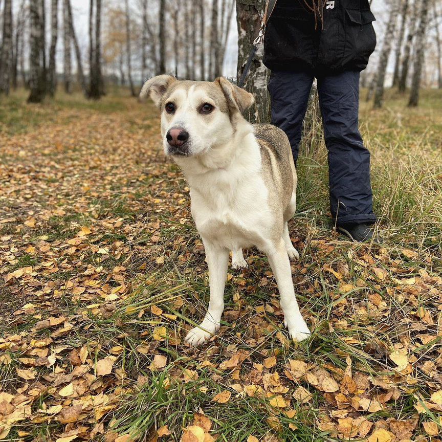 Сладкая Милка грустит в клетке