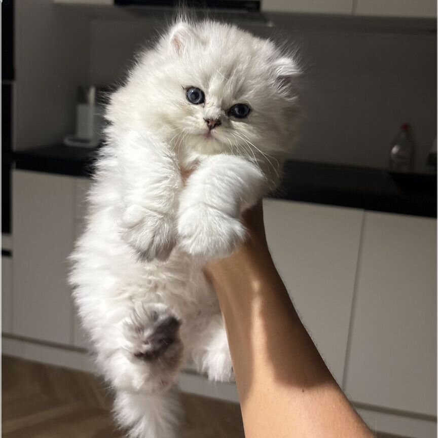 Британский короткошёрстный котёнок