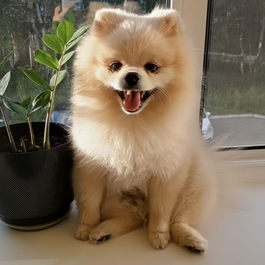 Померанский шпиц, щенок