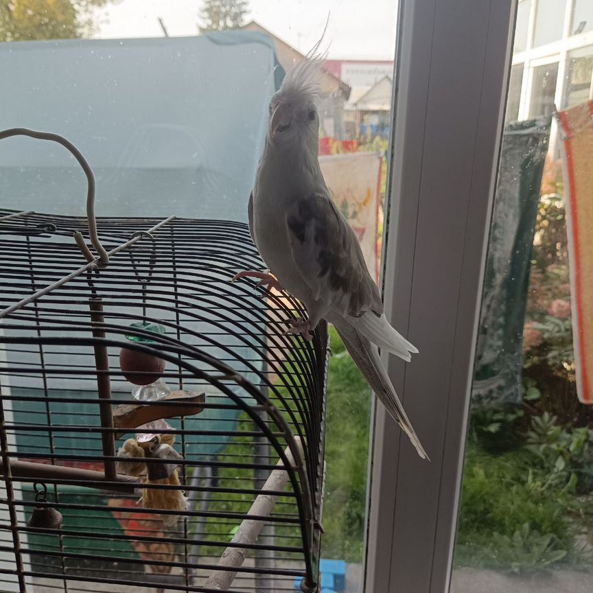 Попугай корелла девочка