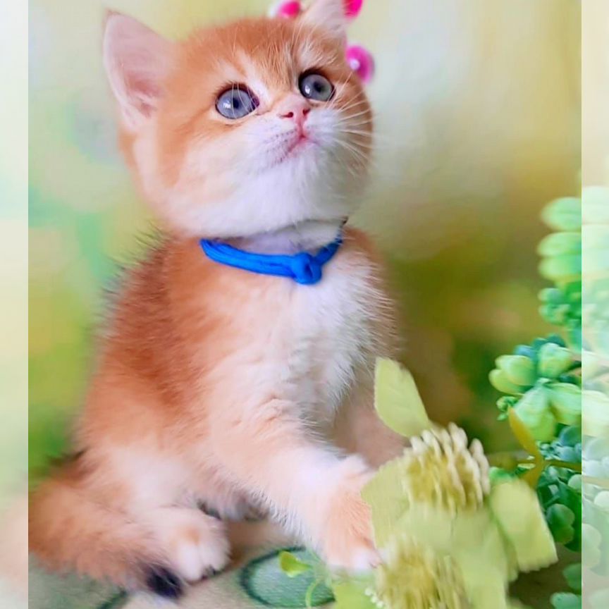 Золотой котик