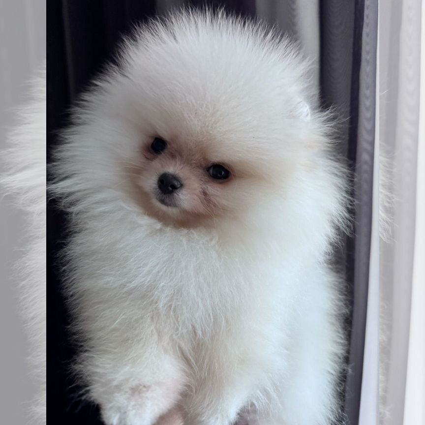 Померанский шпиц, щенок