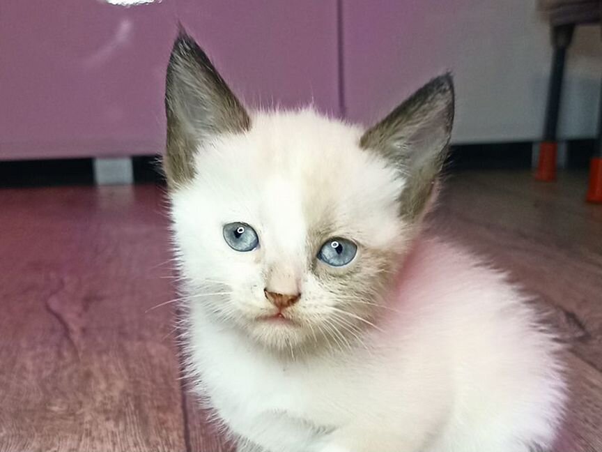 Сиамский котёнок ищет дом