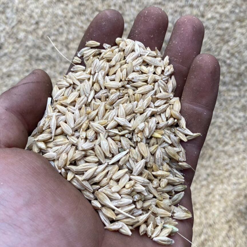 Ячмень урожай 2024